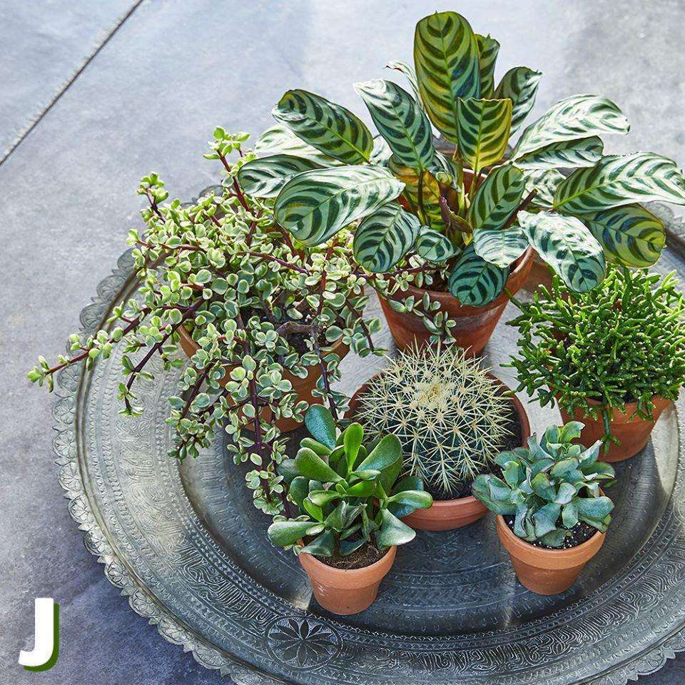 Jardiland : Fleuriste Nîmes 30000 (adresse, horaire et avis)