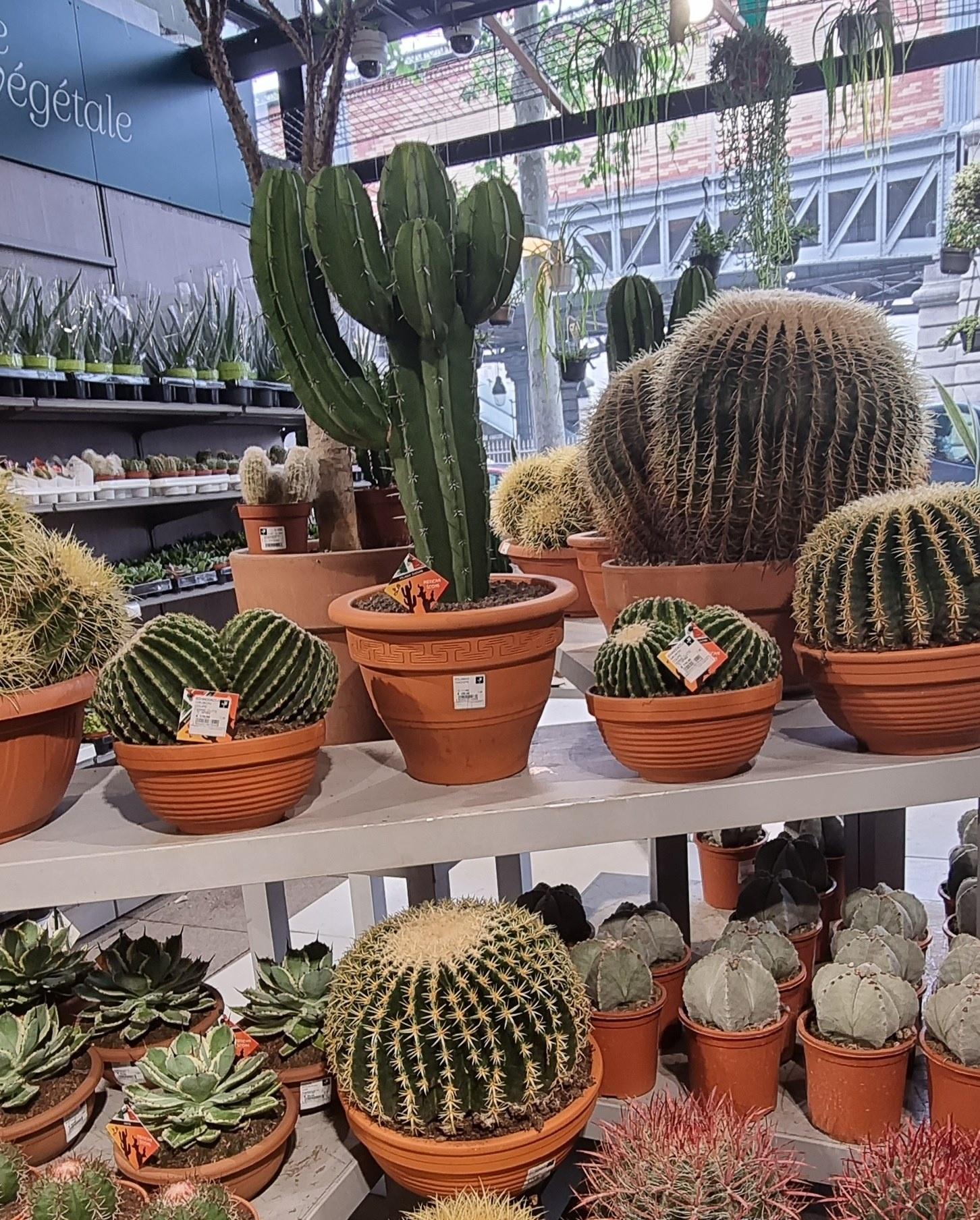 Truffaut : Jardinerie Paris 13ème 75013 (adresse, horaire et avis)