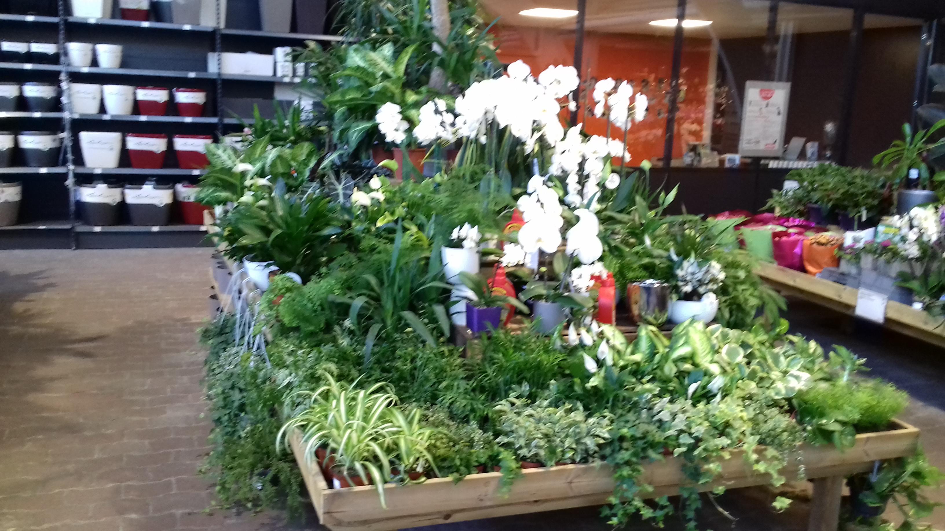 Jardiland : Fleuriste Nîmes 30000 rue cristoni garcia (adresse, horaire ...