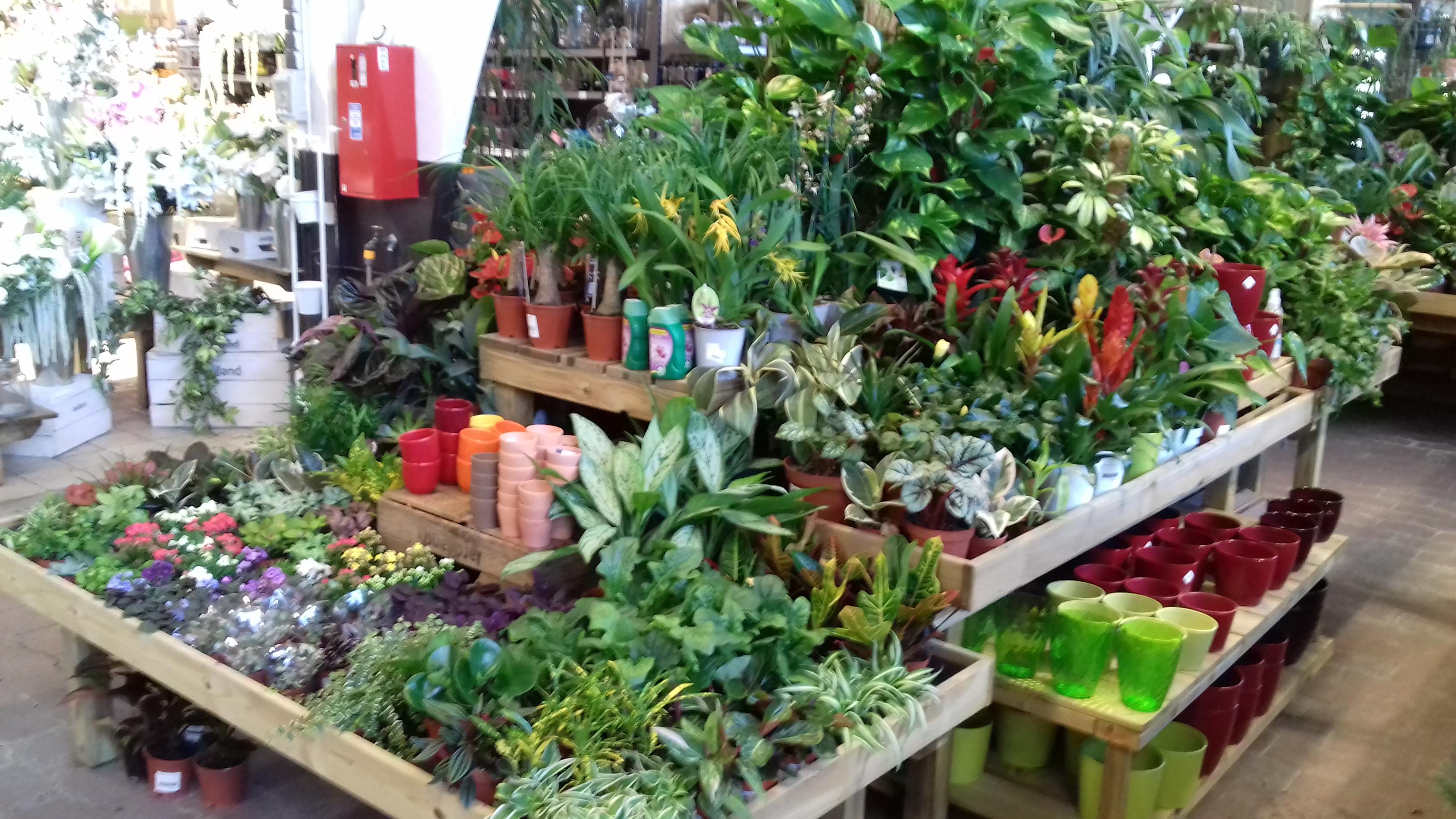 Jardiland : Fleuriste Nîmes 30000 rue cristoni garcia (adresse, horaire ...